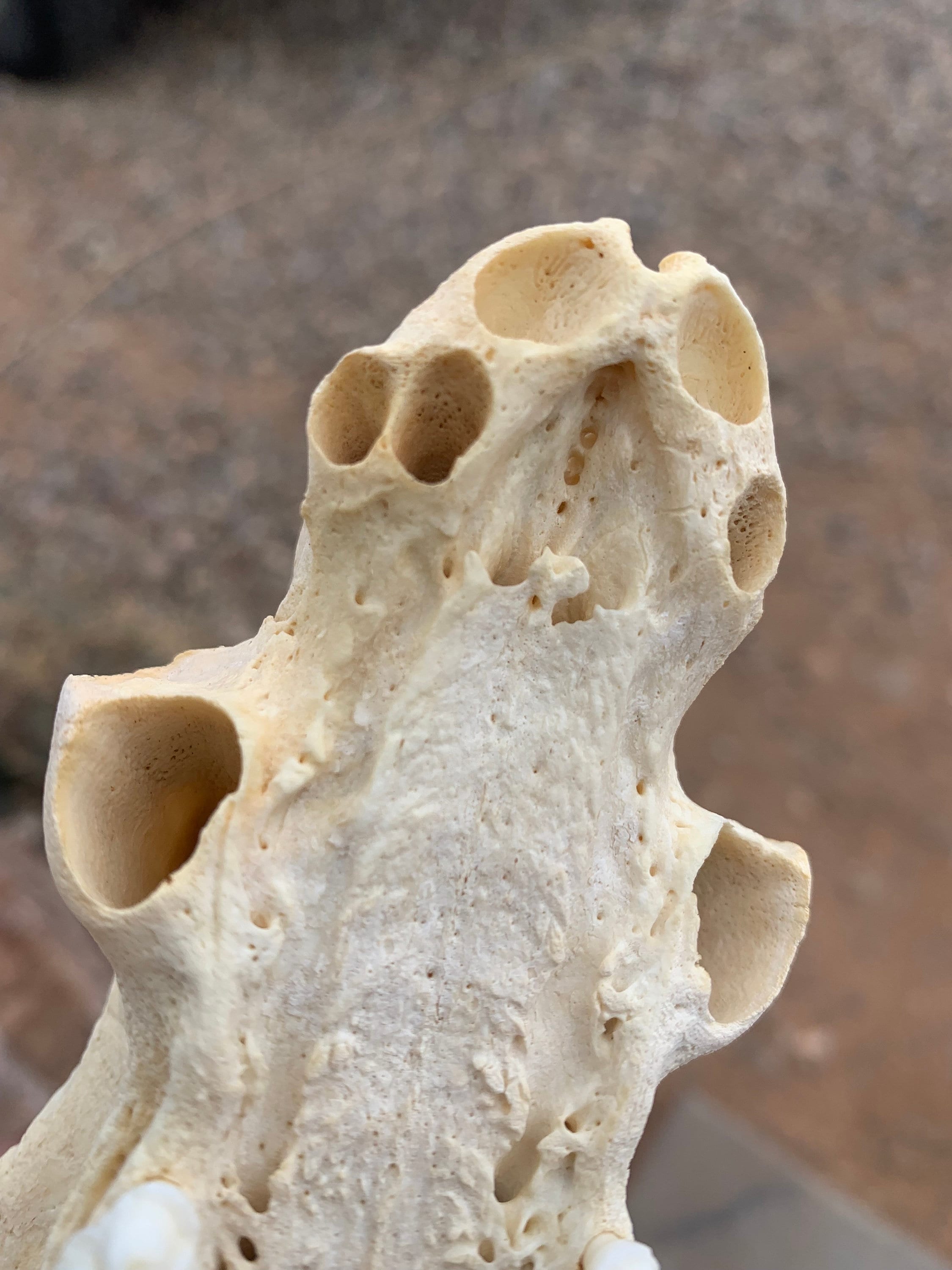 Javelina Skull Collard Peccary 1006 - Etsy