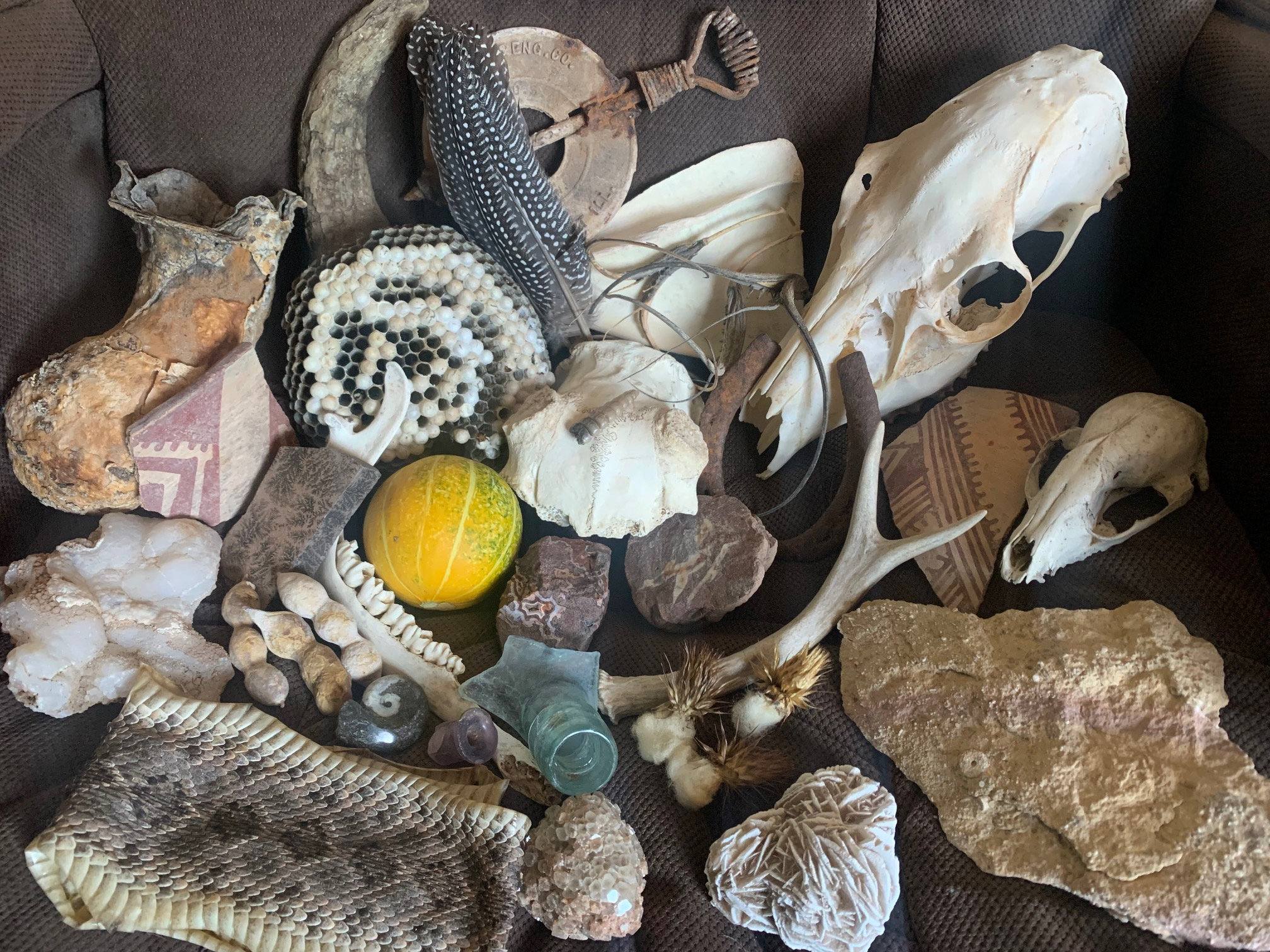 Natural History Mystery Box! Choose Your Size. Science, Archaeology ...