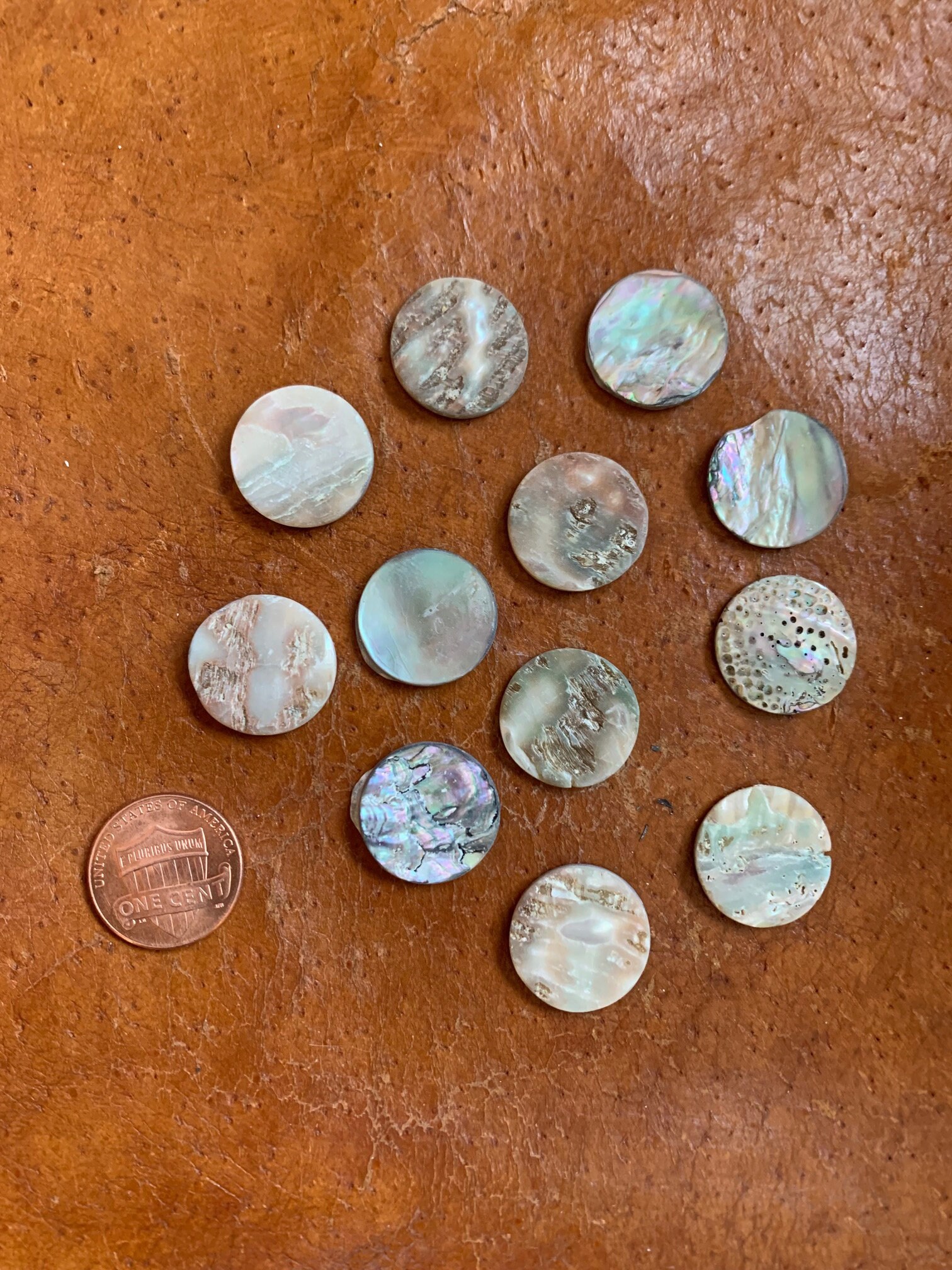 Abalone Shell Rounds Discs - Lot of 12 - Etsy