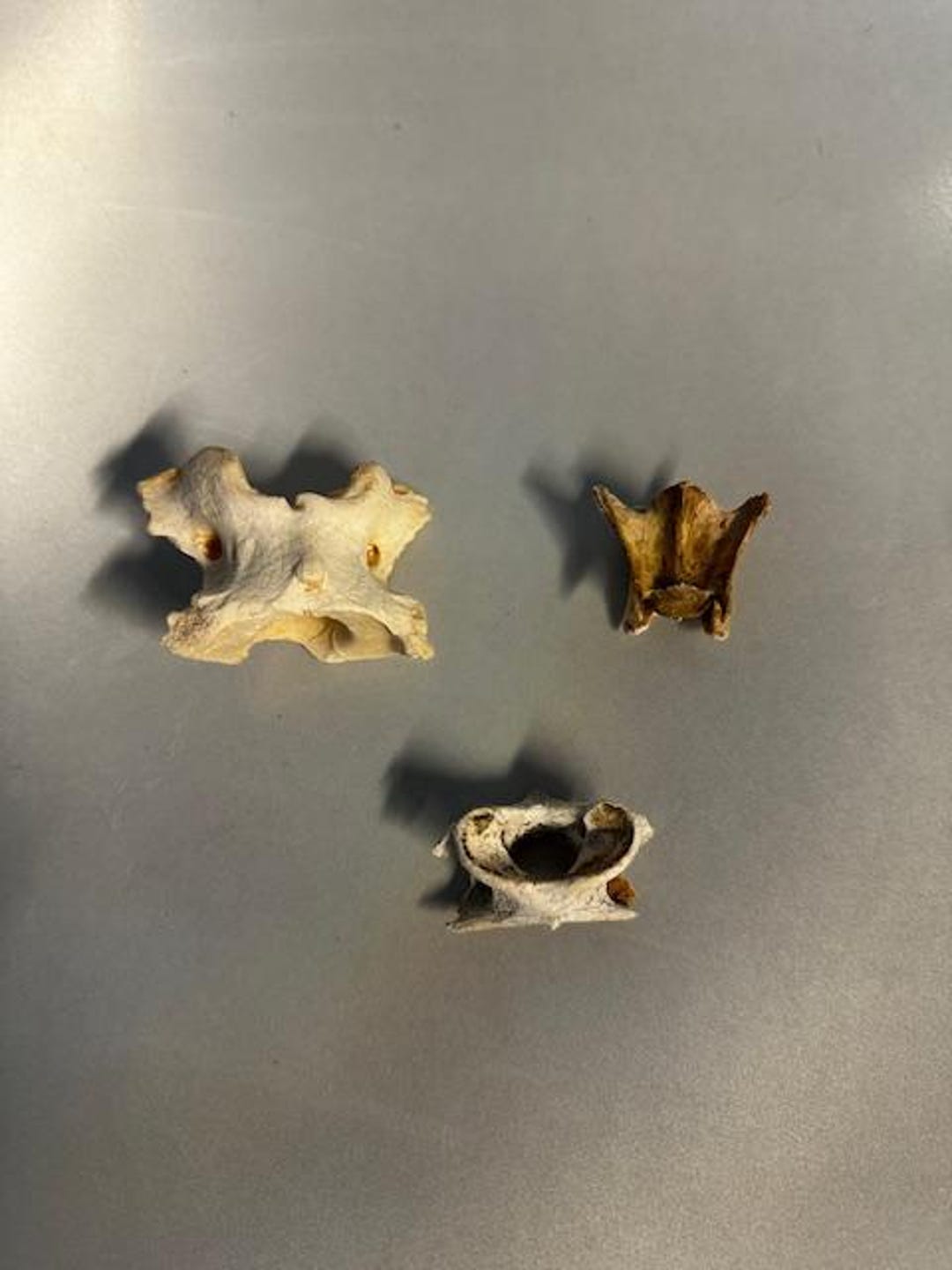 3 Cool Atlas, Etc. Bones of Varies Sizes - Etsy