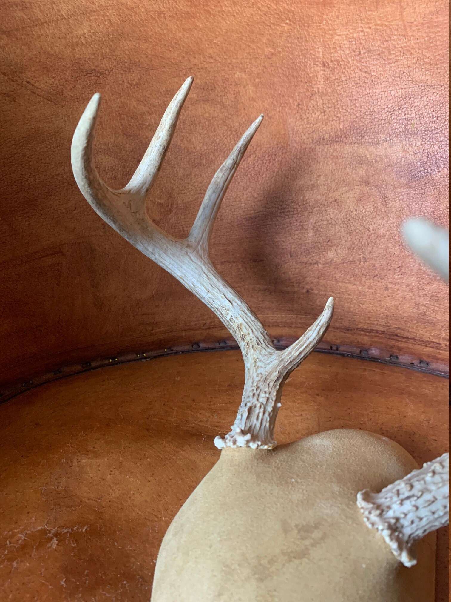 Arizona Coues Whitetail Deer Rack - Etsy