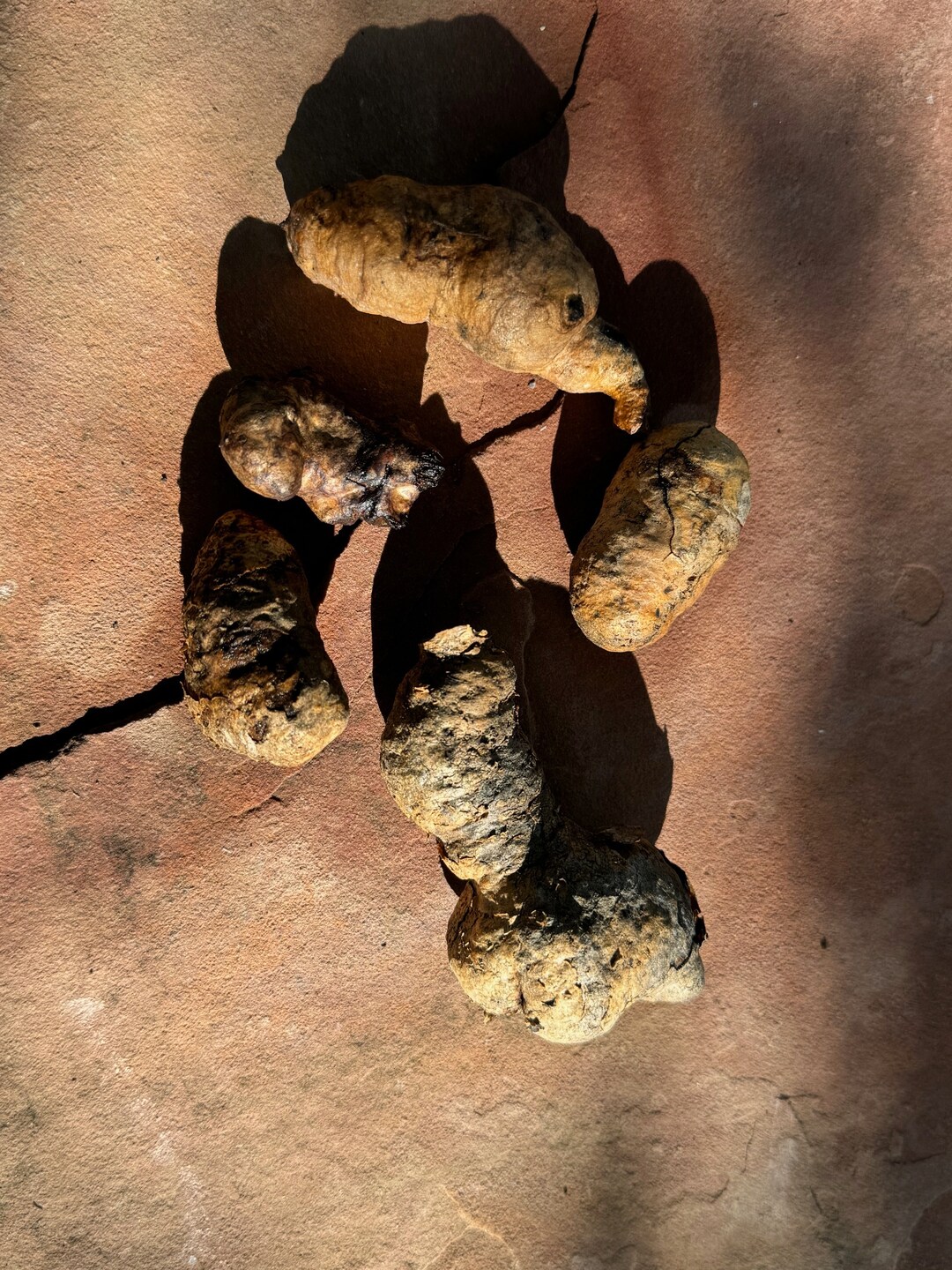 Saguaro Cacti Boot - Cactus - Insect Damage - Arizona - Etsy