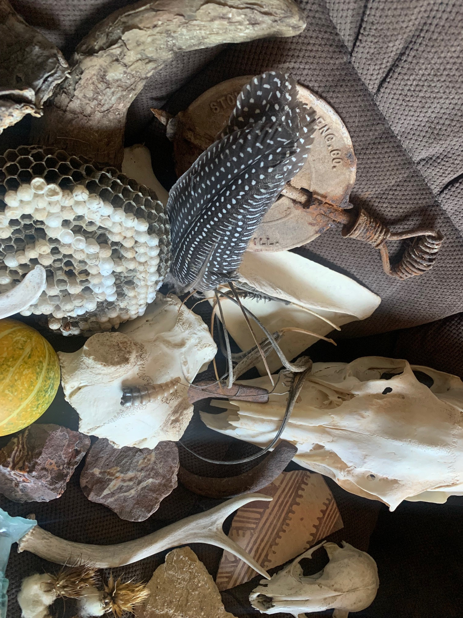 Natural History Mystery Box! Choose Your Size. Science, Archaeology ...