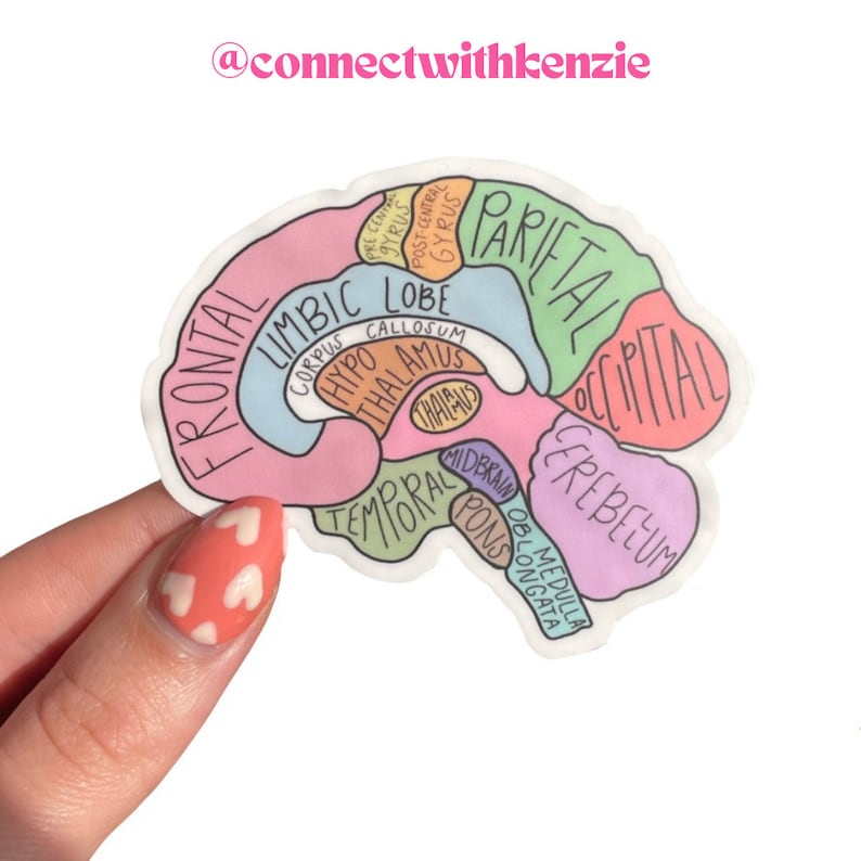 Brain Anatomy Sticker - Etsy