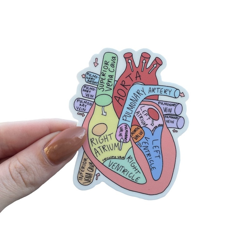 Heart Anatomy Sticker - Etsy