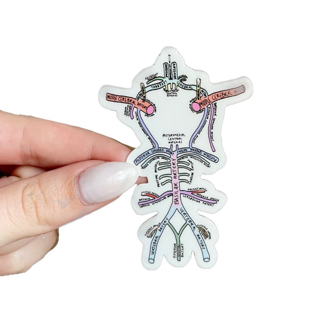 Circle of Willis Anatomy Sticker - Etsy