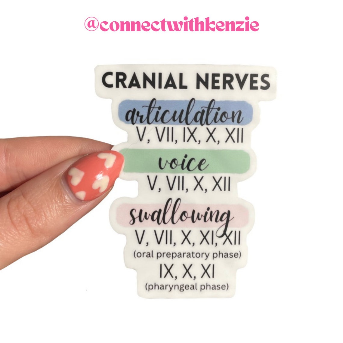Cranial Nerve Cheat Sheet Sticker - Etsy