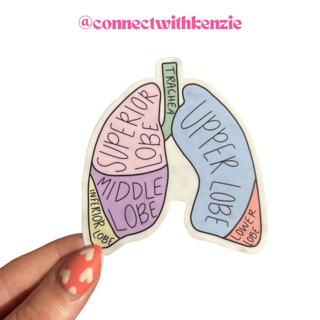 Lung Anatomy Sticker - Etsy