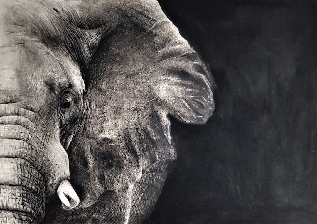 Elephant Drawing - Etsy