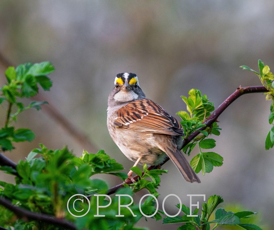 A White-throated Sparrow Showing off Yellow Eyebrows - Etsy
