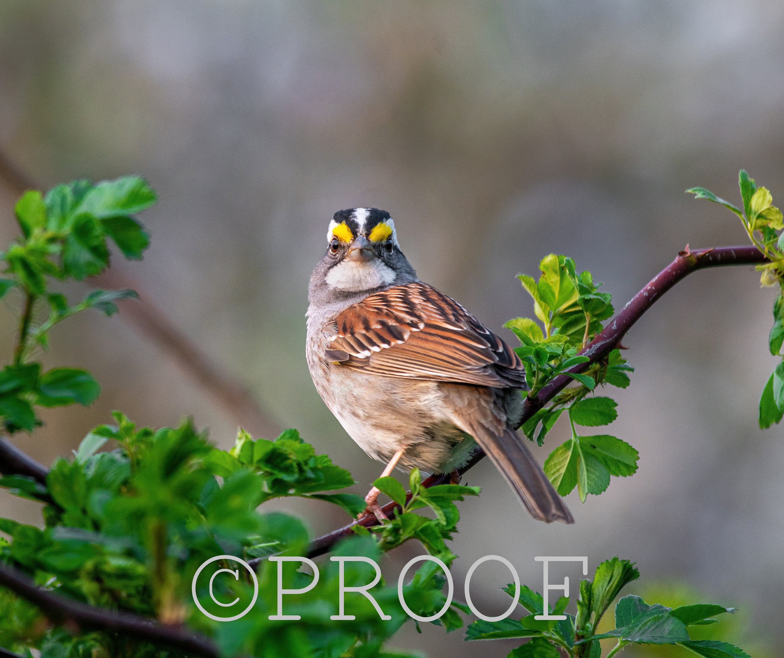 A White-throated Sparrow Showing off Yellow Eyebrows - Etsy