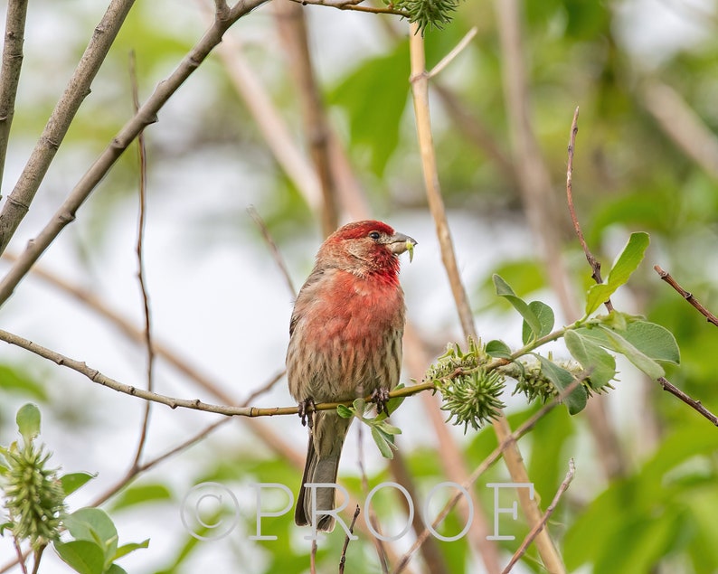 House Finch in a Buffet of Leaves - Etsy