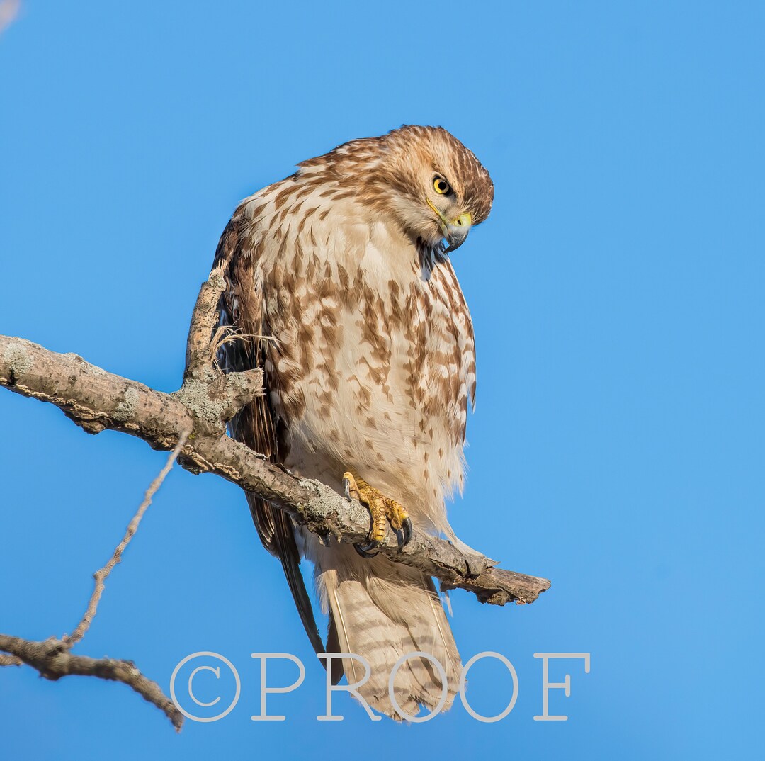 Red-tailed Hawk Perched High Over Boston - Etsy