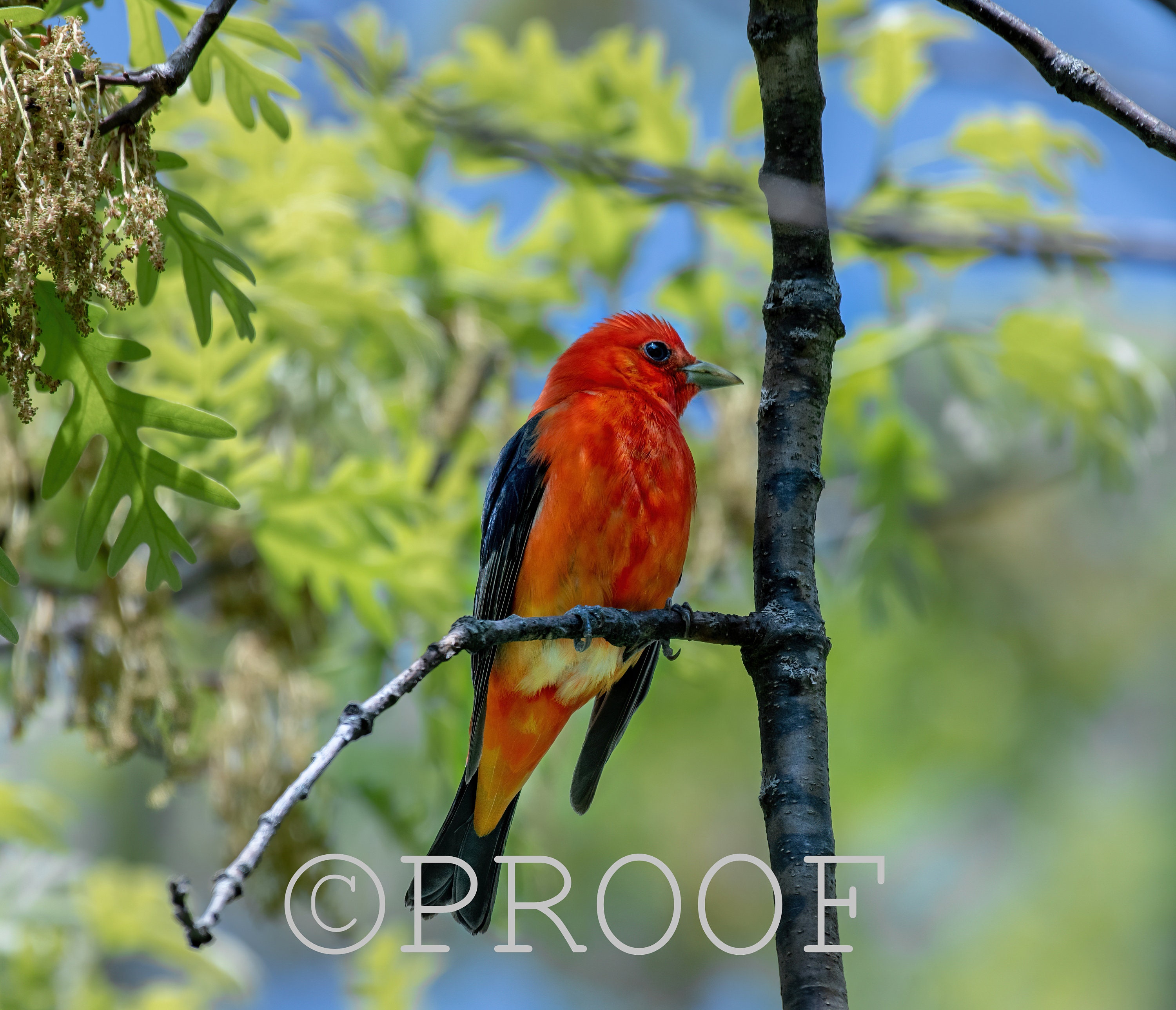 Scarlet Tanager in Spring - Etsy