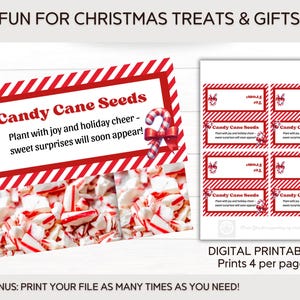 Christmas Candy Cane Seeds White Elephant Gag Gift | Secret Santa Gift ...
