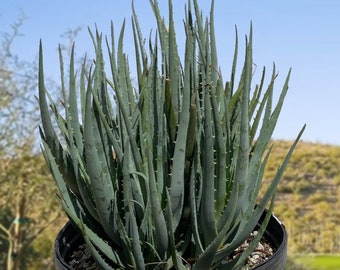 Blue Elf Aloe | Etsy