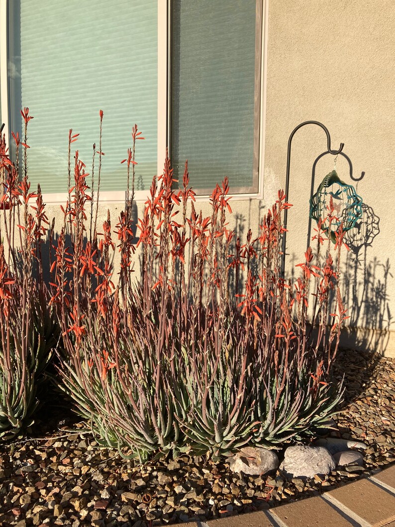 Aloe "blue Elf" - Etsy