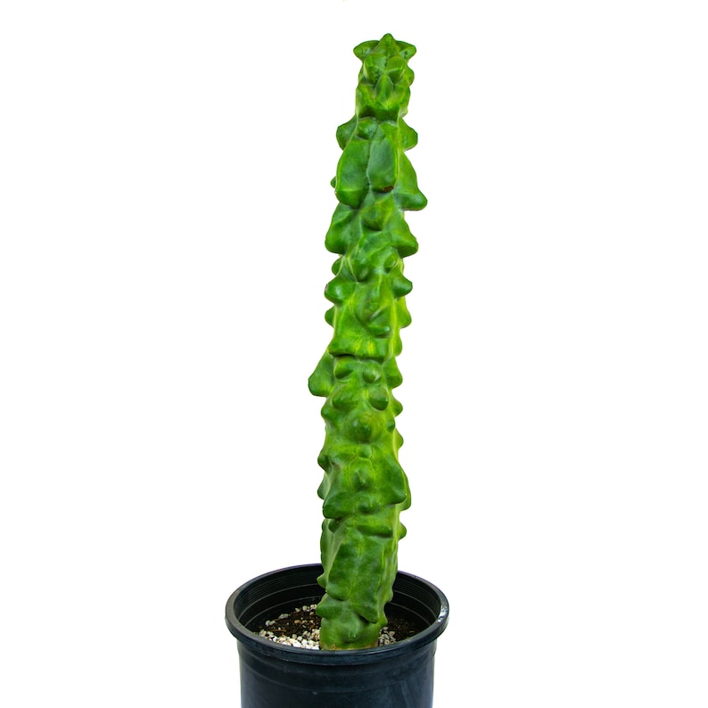 Totem Pole Cactus - Etsy