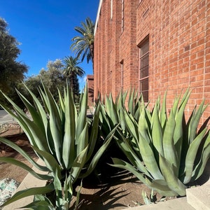 Agave Weberi: Giant Succulent Plant - Etsy