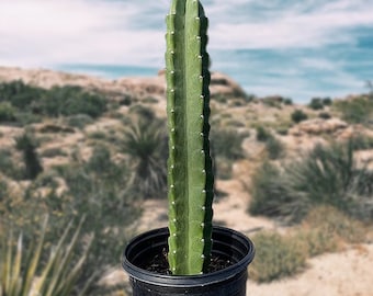 Blue Monstrose Peruvian Cactus Cuttings Rare Strain of Apple Cactus - Etsy