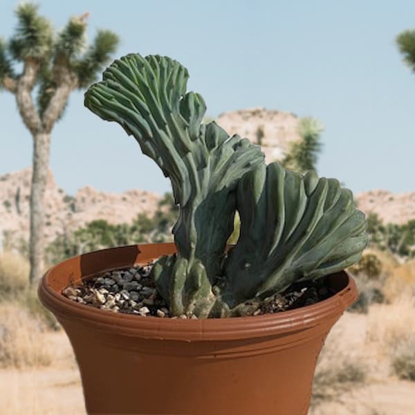 Blue Crested Cactus - Etsy