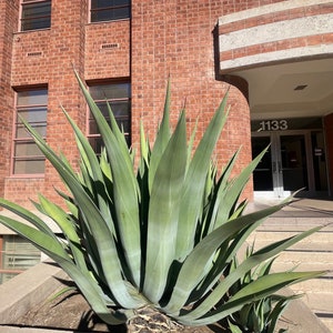 Agave Weberi: Giant Succulent Plant - Etsy