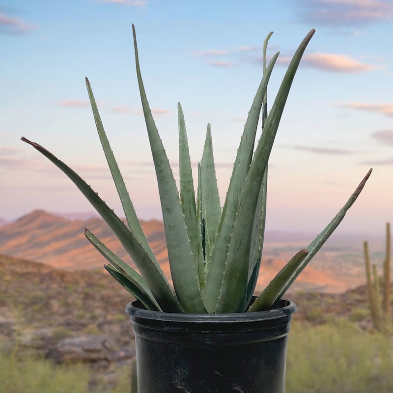 Aloe Plant - Etsy