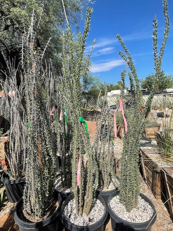 Ocotillo Cactus