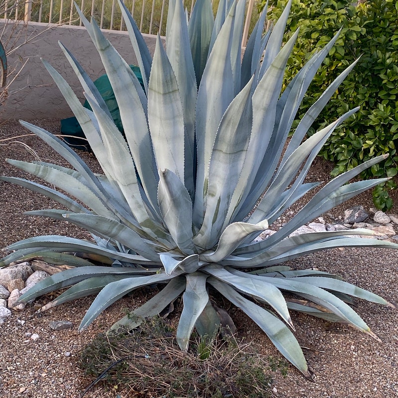 Blue Agave - Etsy