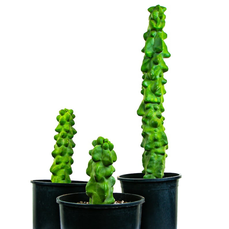 Totem Pole Cactus - Etsy