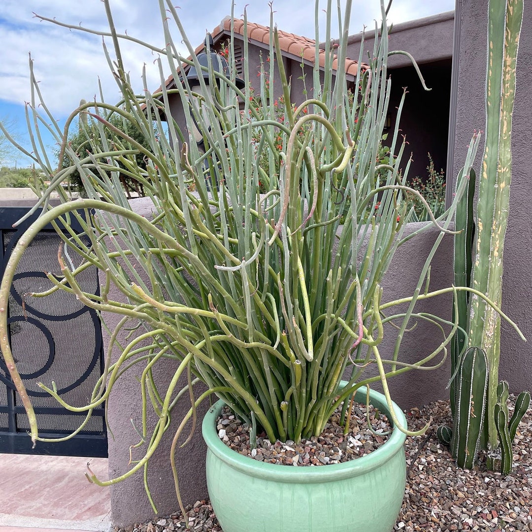 Pedilanthus Macrocarpus: Slipper Plant Succulent (5gal) - Etsy