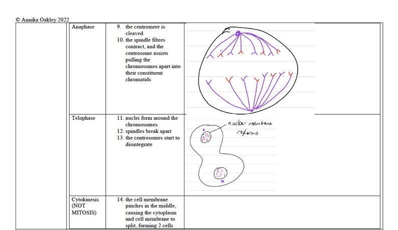 HSC Biology Notes | All Modules | Complete Notes - Etsy