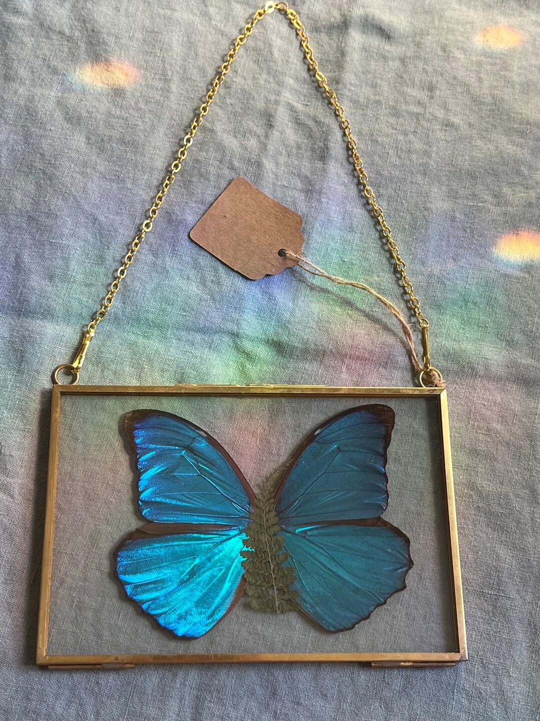Real Peruvian Blue Morpho Butterfly in Glass Framed Wall Hanging - Etsy