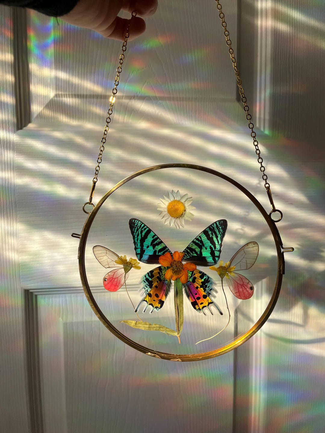 Blushing Phantom & Madagascar Sunset Moth - Etsy