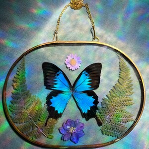 Blue Morpho - Etsy