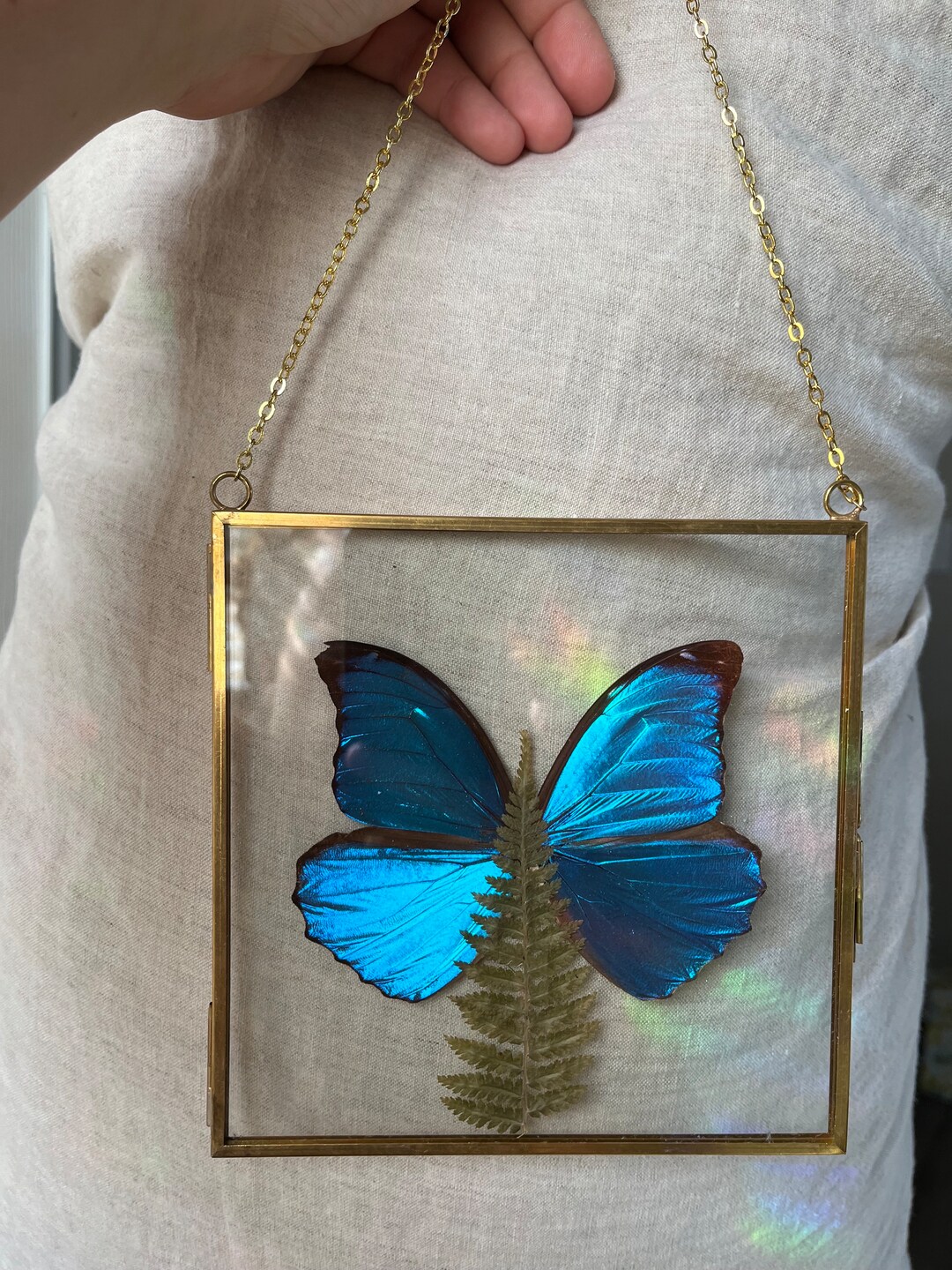 Peruvian Blue Morpho in Glass Frame - Etsy