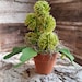 Mimbulus Mimbletonia Plant | Faux Potted Magical Plant | Neville ...