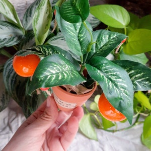 Dirigible Plums Magical Plant | Potted Herbology Replica | Witch ...