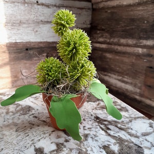 Mimbulus Mimbletonia Plant | Faux Potted Magical Plant | Neville ...