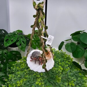 Hermit Crab Foraging Dish Hanging Shell Dish Hermit Crab Enrichment - Etsy