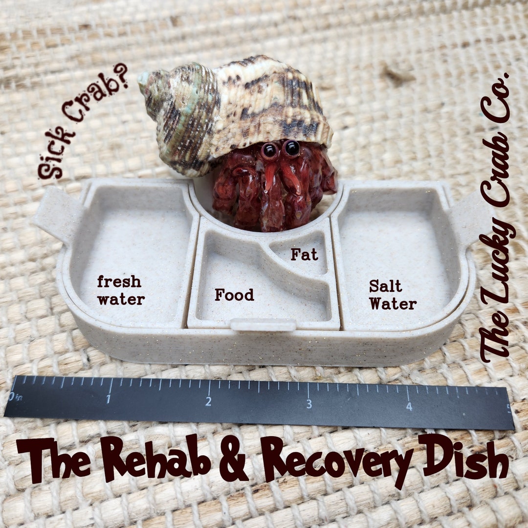 Hermit Crab Food Dish Recovery Dish Sick Hermit Crab Dish All in One ...