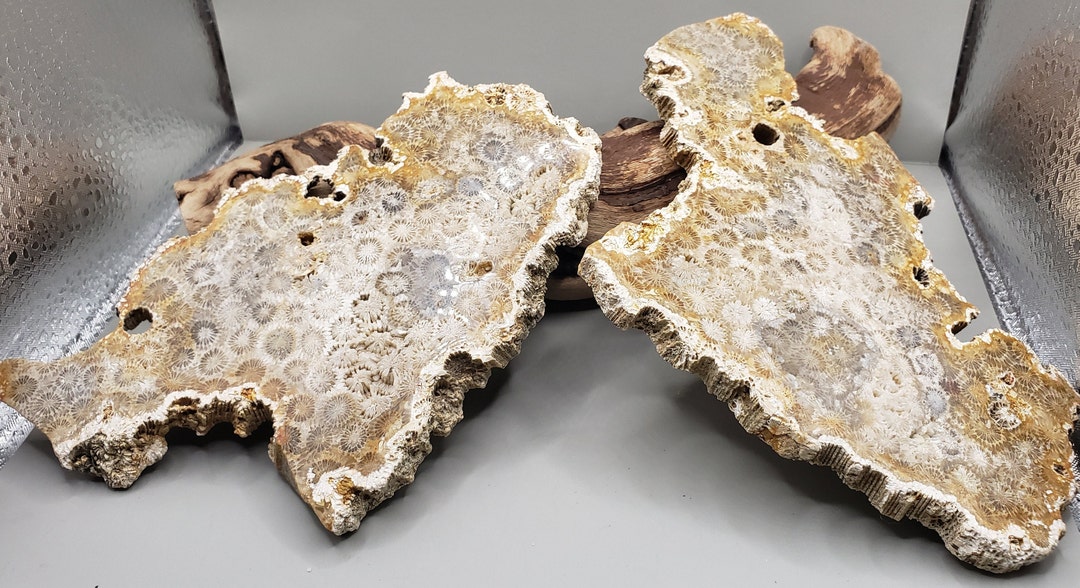 One (1) Gorgeous High Quality Fossilized Coral Slab Home Aesthetics ...