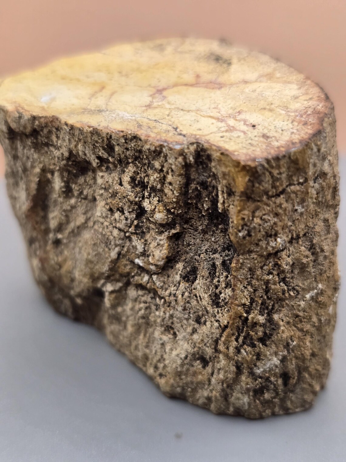 Polished Golden Yellow Petrified Wood Slab Polished Fossil Grounding ...