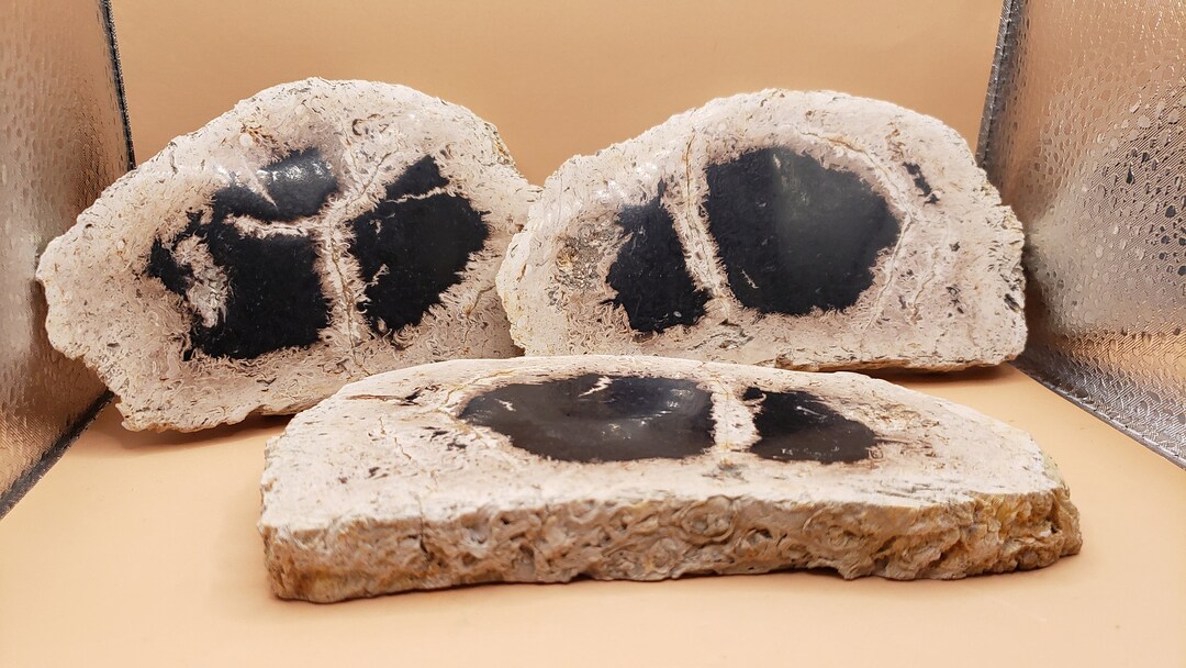 One (1) Gorgeous Polished Indonesian Agatized Palm Root Slab Stone ...