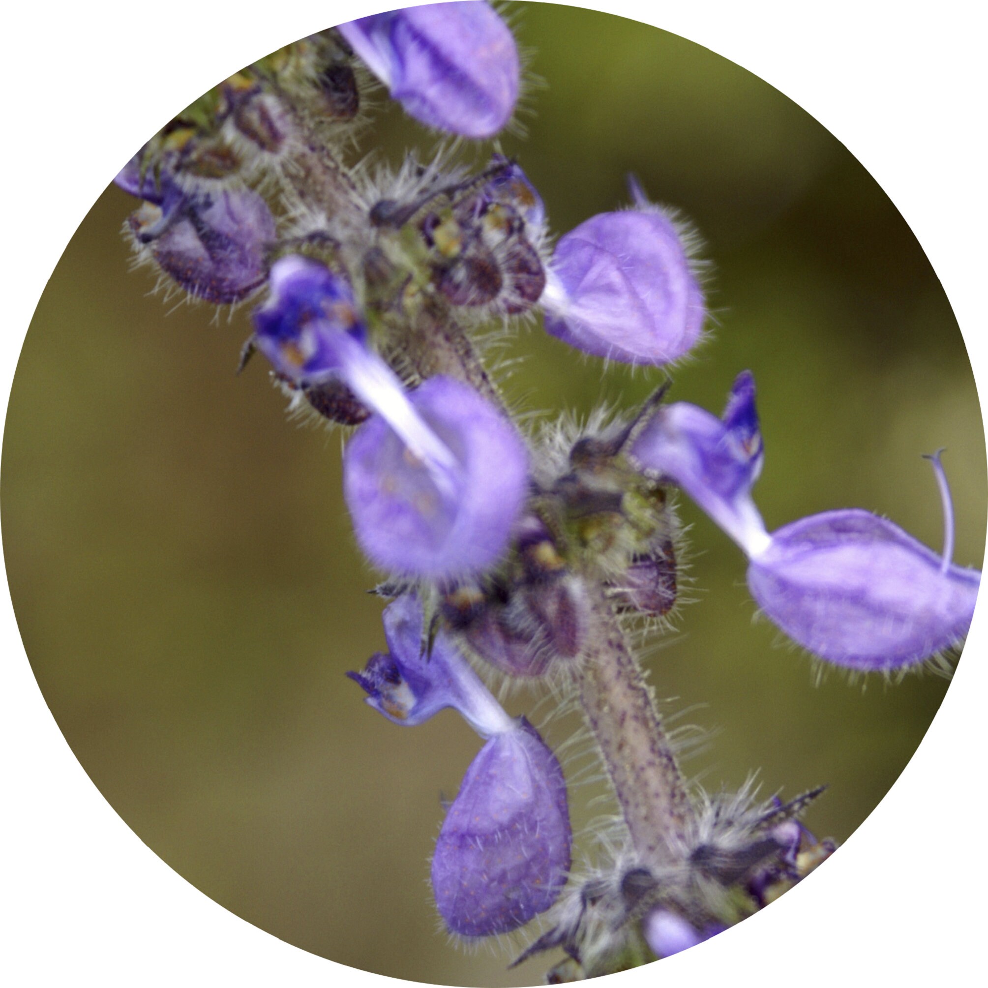 Coleus Forskohlii Flower