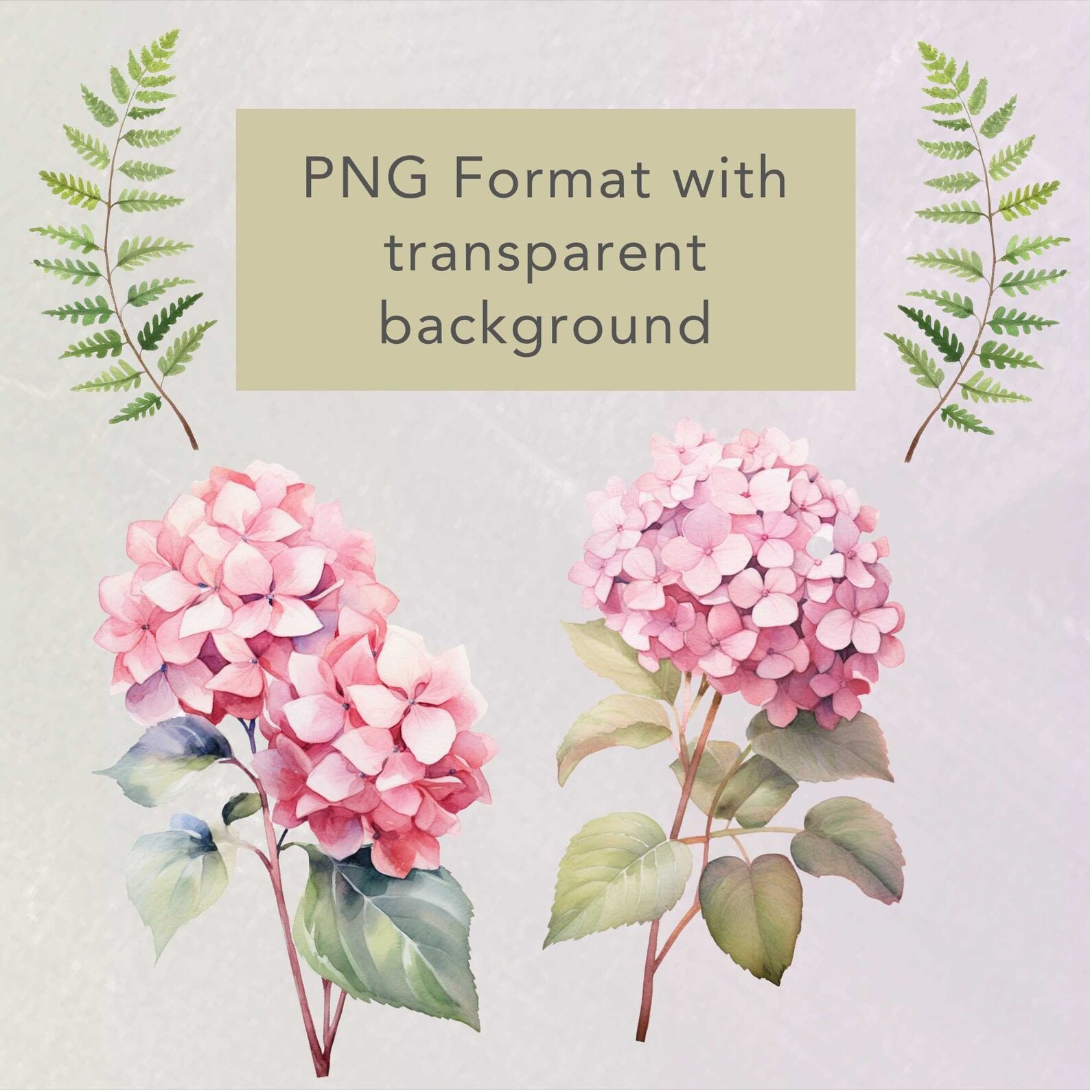Pink Hydrangeas Clipart for Wedding Invitation, Watercolor Flowers ...