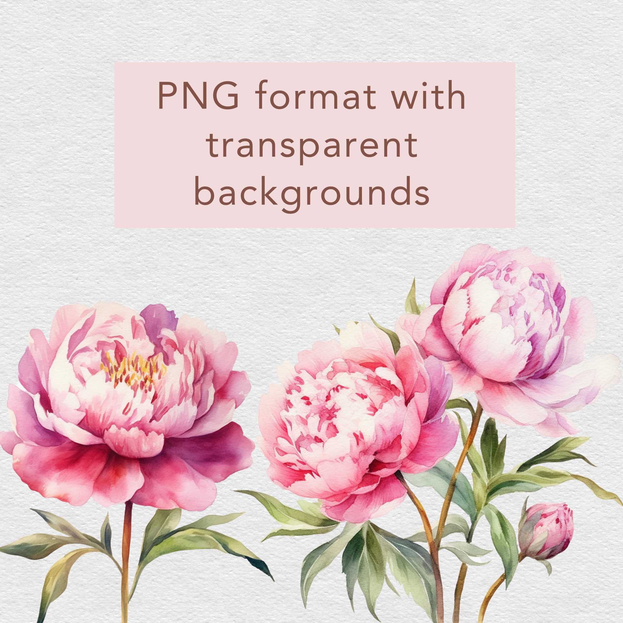 Peony Flowers Clipart for Wedding Invitation, Watercolor Flowers ...