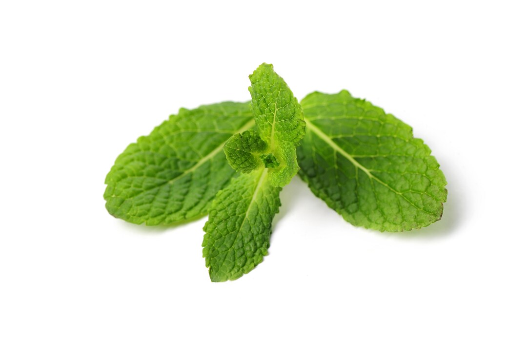 Mint Leaves/loose Leaves/fresh/dehydrate/teas/cooking/aroma Therapy - Etsy