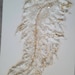White Plaster Feather on Canvas. Gold Leafing Detailing. Fine Art ...