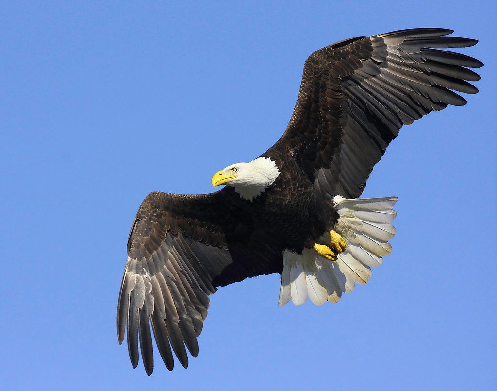 Brett Klaproth Wildlife Photography Matted and Bagged 8 X 10 Bald Eagle ...